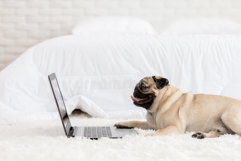 Cute Dog Pug Breed Lying on Ground Smile Looking on Computer Laptop ...