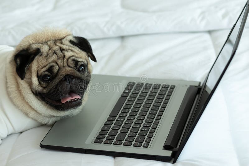 Cute Dog Pug on Ground Looking on Computer Laptop Screen Working and ...