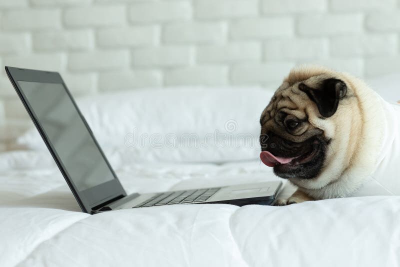 Cute Dog Pug on Ground Looking on Computer Laptop Screen Working and ...
