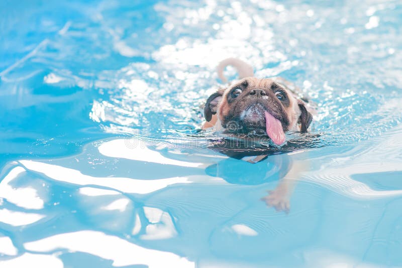 A Cute Dog Pug Swim at a Local Public Pool with Life Vest and Tongue ...