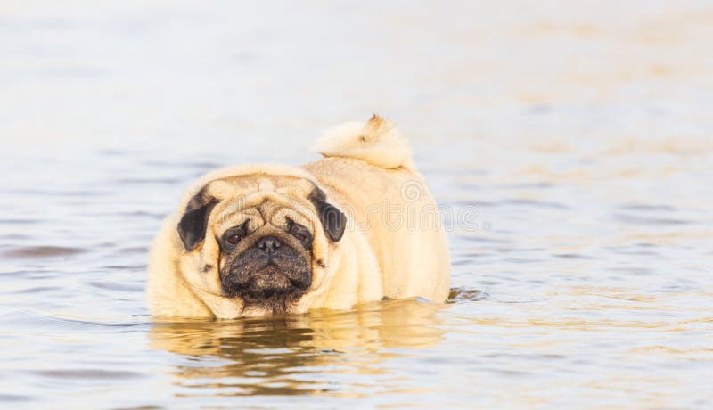 A Cute Dog Pug Swim at the River Dniepr Stock Image - Image of breed ...