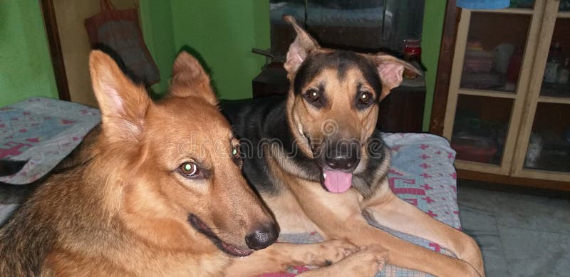 Cute Dog Puppies German Shephered Stock Image - Image of puppies ...