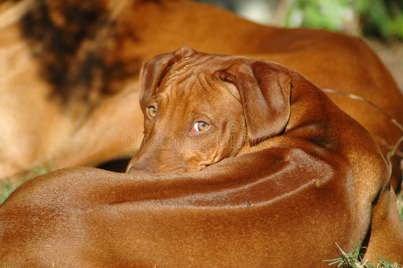 Liver Nose Rhodesian Ridgeback Puppy Stock Photo - Image of brown ...