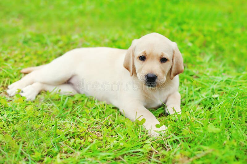 Cute Dog Puppy Labrador Retriever Lying Resting Stock Photo - Image of ...
