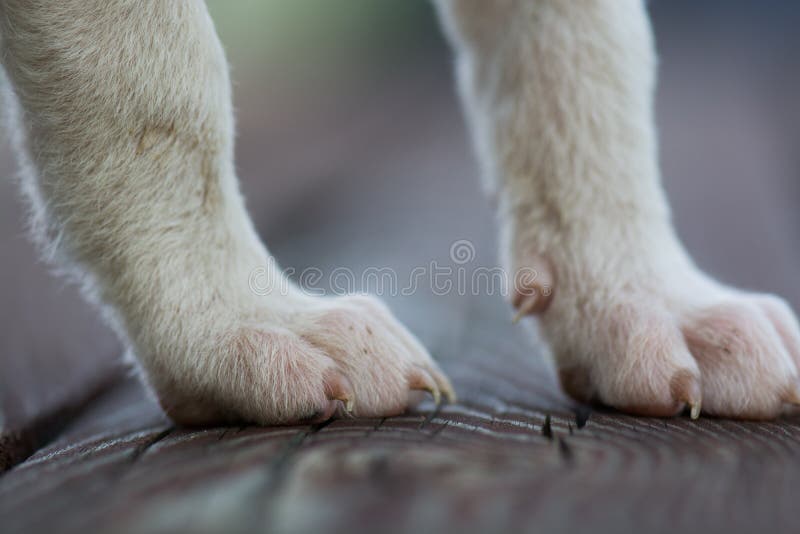 124 Dog Pawn Stock Photos - Free & Royalty-Free Stock Photos from ...