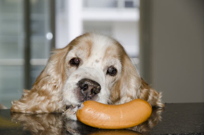 Cute Dog Reaching for a Sausage on the Table Stock Photo - Image of ...