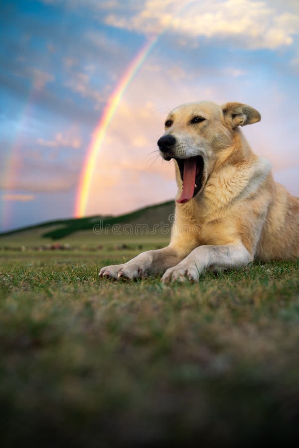 Cute Dog Resting Under the Rainbow Stock Image - Image of cute, animal ...