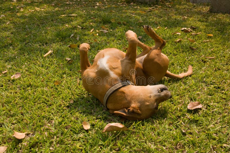 Cute dog rolling stock image. Image of back, lying, canine - 6425663