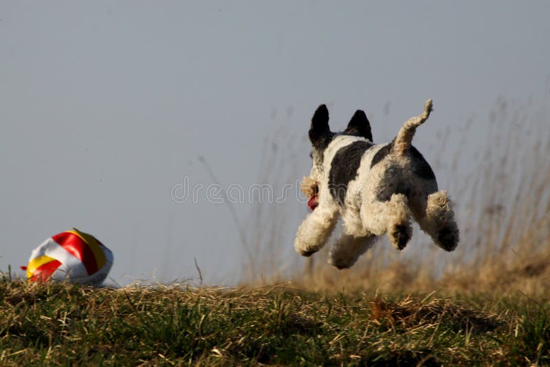 Cute dog running stock image. Image of ball, play, flying - 43370849