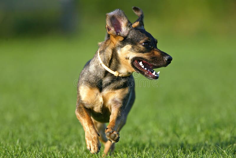 Cute dog running stock photo. Image of teeths, grass - 83978456