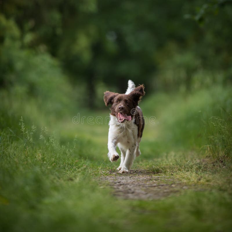 Cute dog running outdoors stock photo. Image of hunter - 139707002