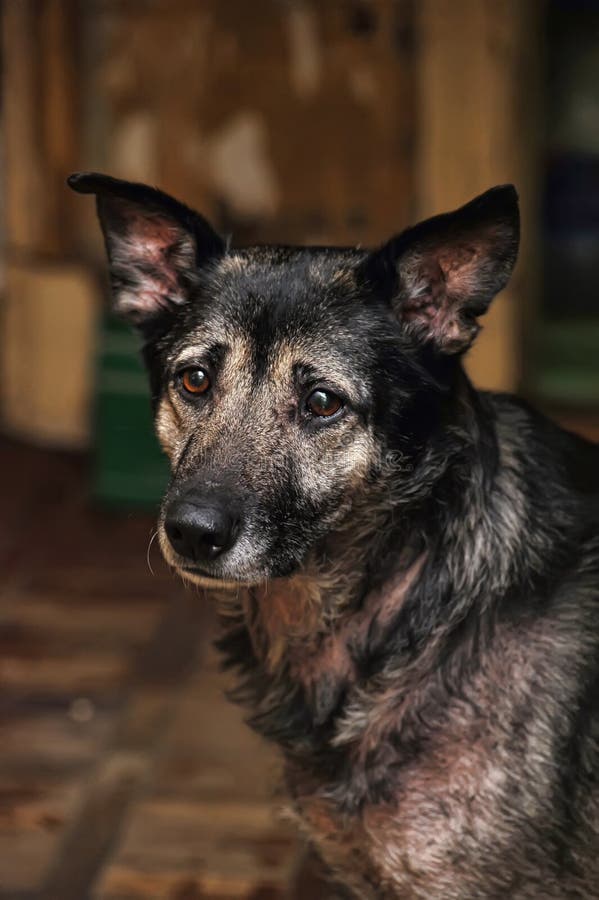 Cute Dog dog, scared stock photo. Image of amazed, closeup - 182046840