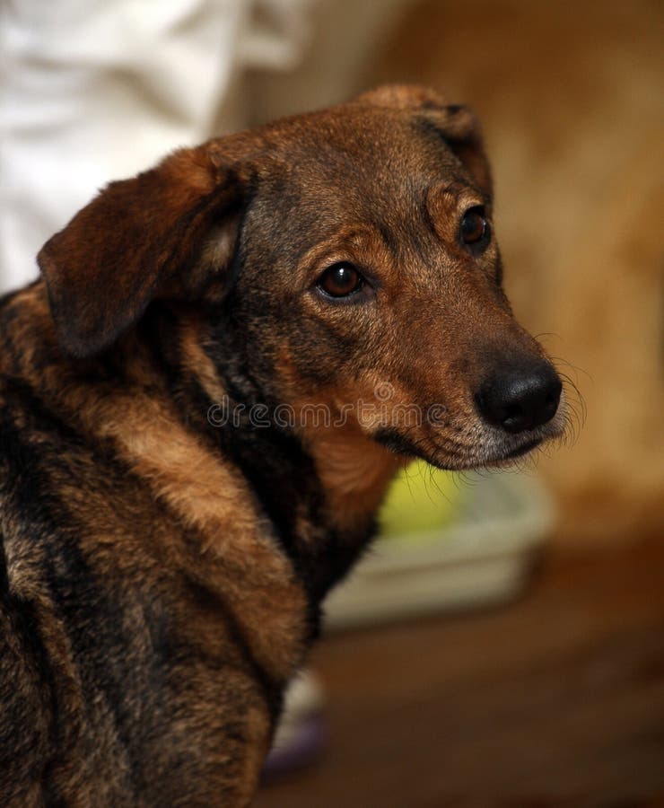 Cute Dog dog, scared stock photo. Image of friendly - 182046848