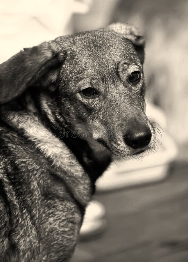 Cute Dog dog, scared stock image. Image of comical, affectionate ...