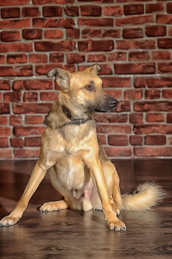 Cute Dog dog, scared stock photo. Image of eyes, comical - 182046984