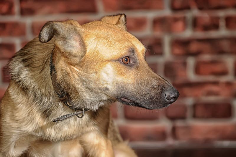 Cute Dog dog, scared stock photo. Image of canine, golden - 182046992