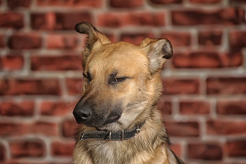 Cute Dog dog, scared stock photo. Image of collar, friendly - 182047010