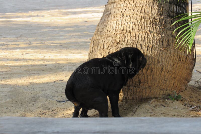 Cute dog shit poop stock image. Image of puppy, dogs - 262729801