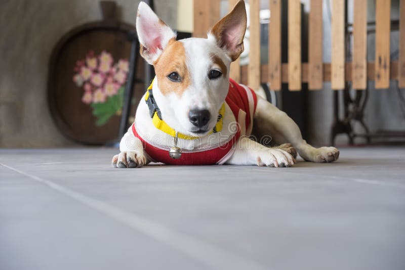 Crouching beagle stock image. Image of puppy, domestic - 32350241
