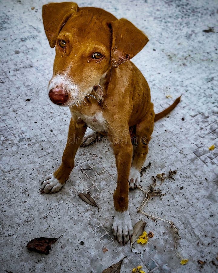 A Cute Dog Sitting on the Ground Stock Image - Image of carnivore ...