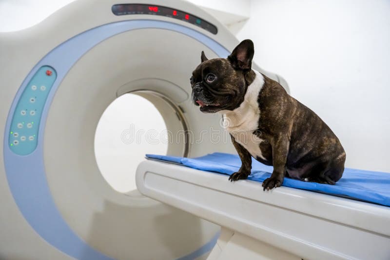 Cute Dog Sitting on the MRI and Waiting for the Procedure Stock Photo ...