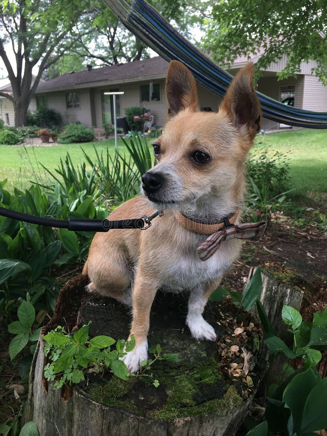 Cute Dog stock photo. Image of tree, sitting, cute, stump - 139130024