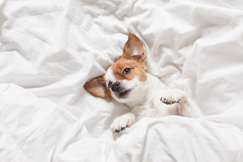 Cute Dog Sleeping on Bed, White Sheets.morning Stock Photo - Image of ...