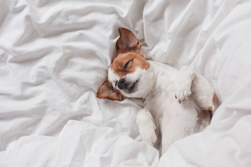 Cute Dog Sleeping on Bed, White Sheets.morning Stock Image - Image of ...