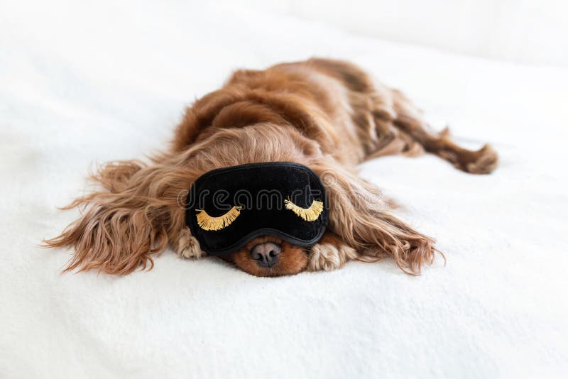 Cute dog in sleeping mask stock image. Image of sleeping - 217169353