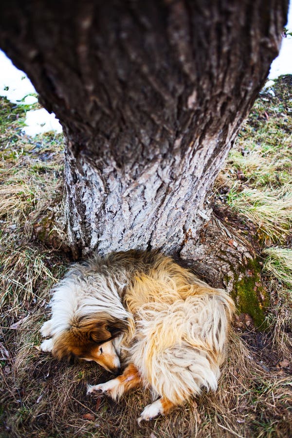 Dog sleeping under tree stock photo. Image of puppy, beautiful - 30013182