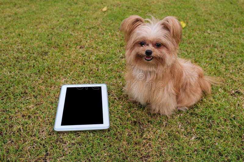 Cute Dog with Smart Tablet stock image. Image of domestic - 49527539