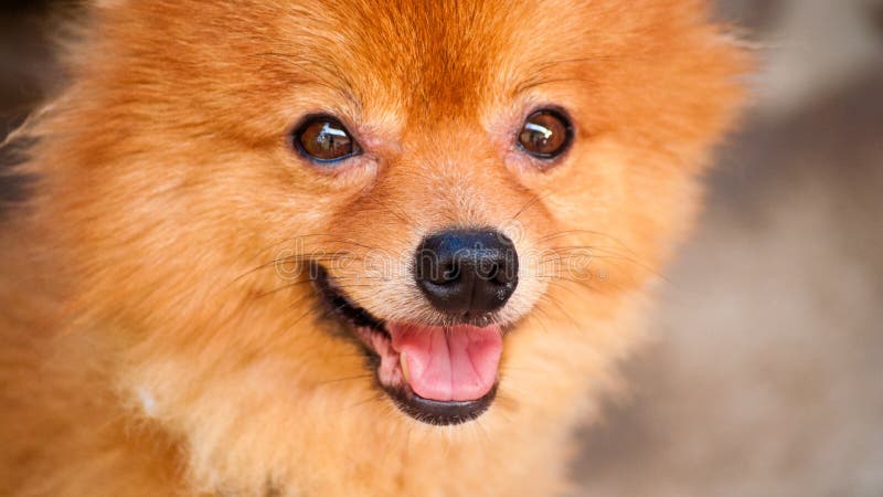 Cute dog smile stock photo. Image of happy, smile, tounge - 91861270