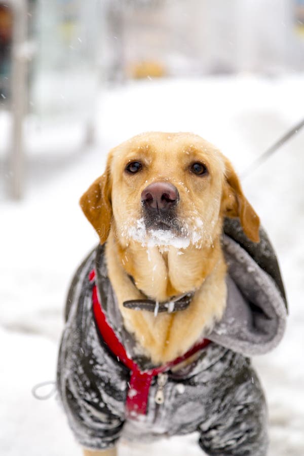Cute dog in snow stock image. Image of scenic, hound - 83994997