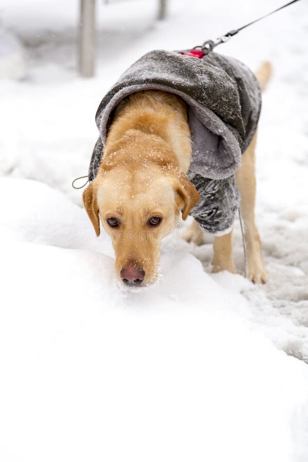 Cute dog in snow stock image. Image of cold, frost, retriever - 84001541