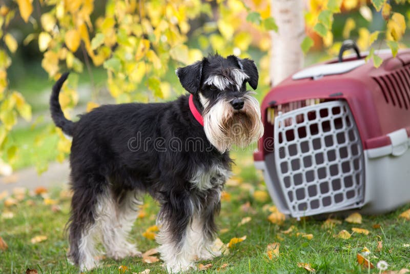 Dog beside carrier in park stock image. Image of carriage - 104245435