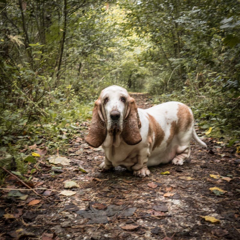 Cute Dog Standing on a Pathway in the Middle of Trees Stock Image ...
