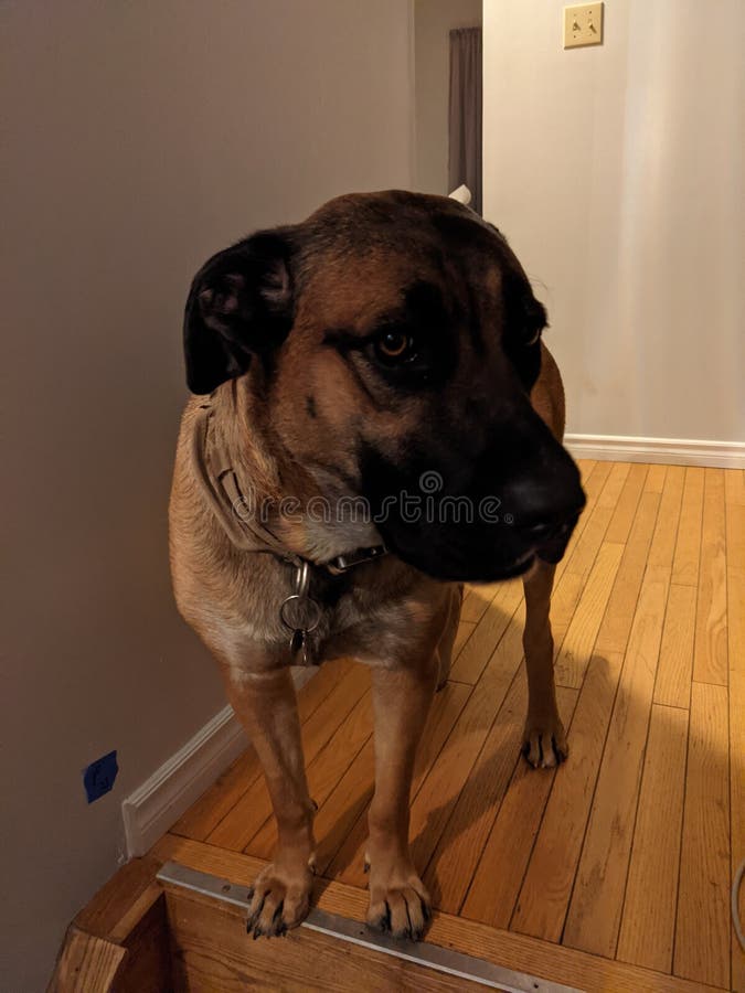 Cute Dog Standing Pose stock photo. Image of pose, cute - 234280014