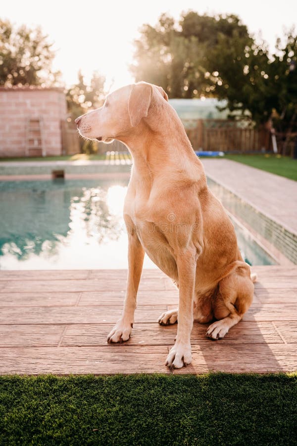Cute Dog Standing by Swimming Pool at Sunset in Backyard Stock Image ...
