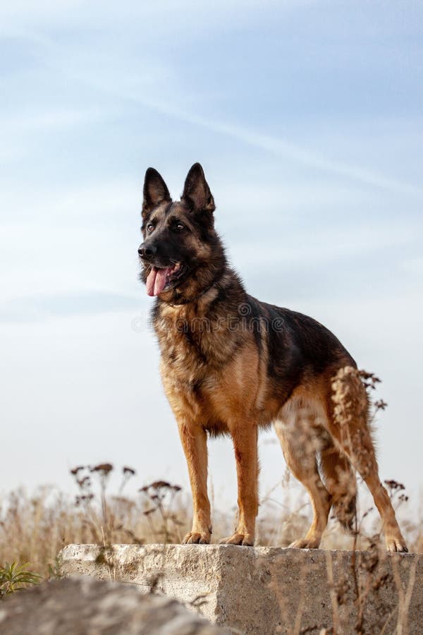 Cute Dog Stands on a Hill in a Field Stock Image - Image of cute ...