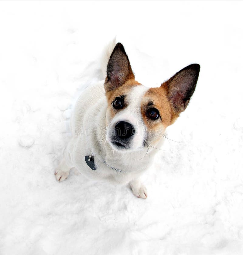 Cute Dog Staring at the Camera from the Snow Stock Image - Image of ...