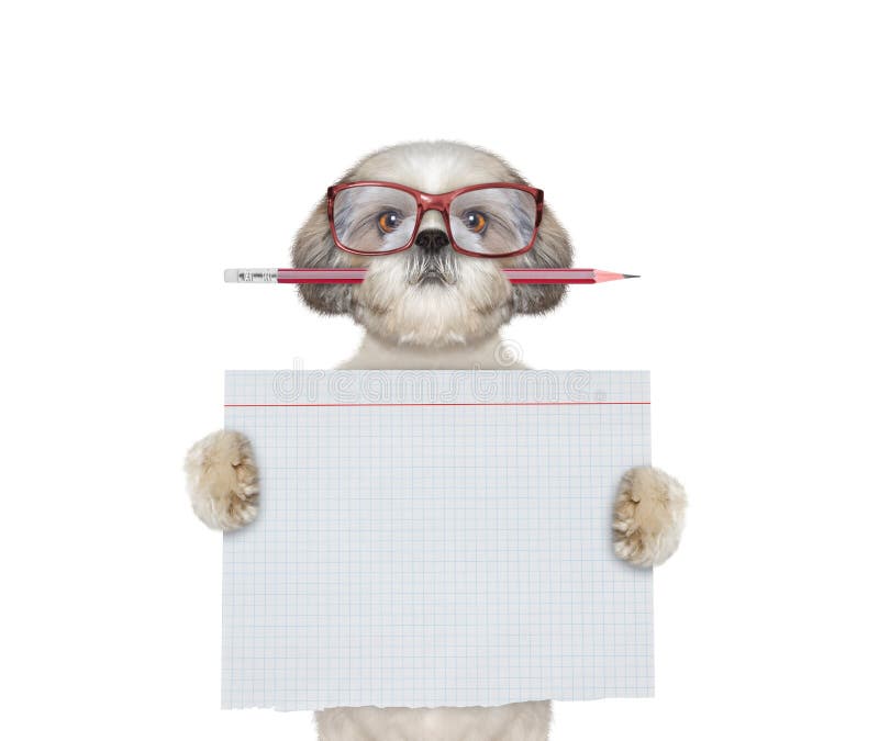 Cute Dog Studend at School Holding Piece of Paper Stock Photo - Image ...