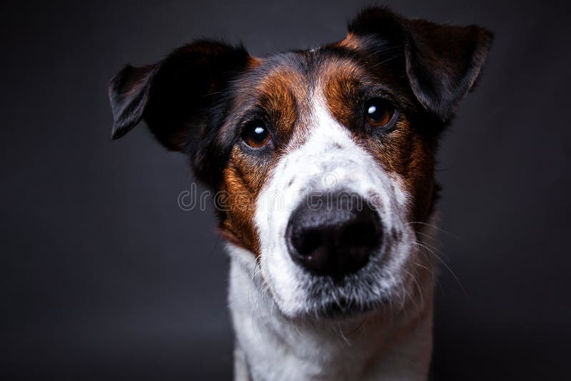 Cute Dog on in Studio on a Grey Background Stock Photo - Image of ...