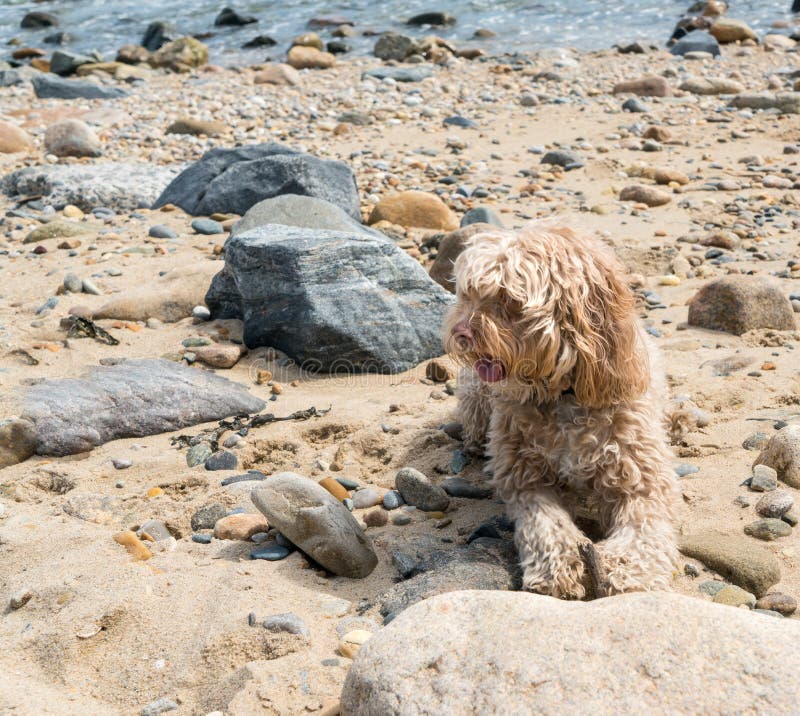 Cute Dog Sunbathing on Beach Stock Photo - Image of rocks, haired ...