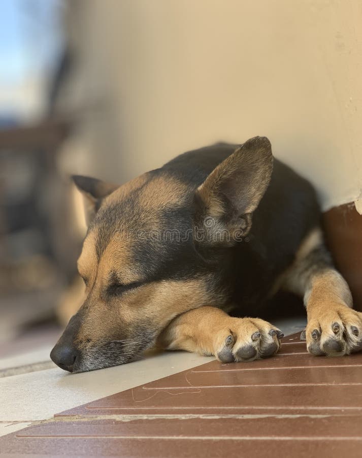 A cute dog is so sleepy stock photo. Image of canine - 178909978