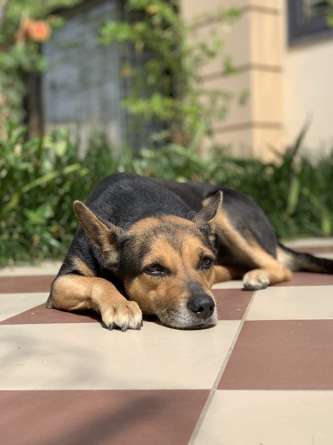 A Cute Dog Relaxing in a Sunny Day Stock Photo - Image of domestic ...