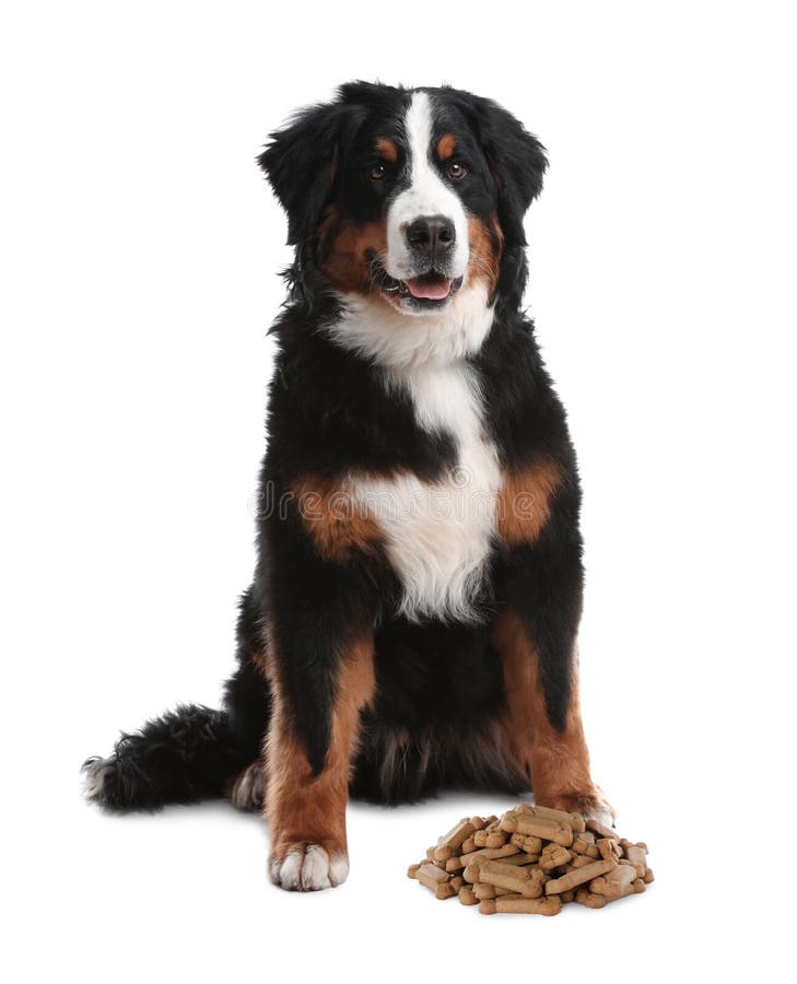Cookies Berner Stock Photos - Free & Royalty-Free Stock Photos from ...