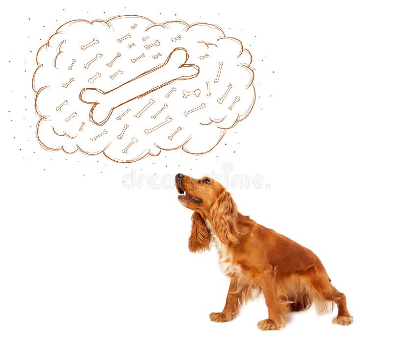 Cute Dog with Thought Bubble Thinking about a Bone Stock Photo - Image ...