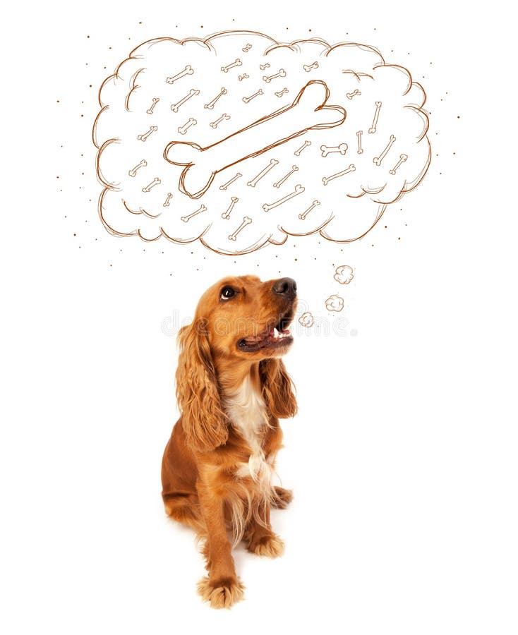 Cute Dog with Thought Bubble Thinking about a Bone Stock Photo - Image ...
