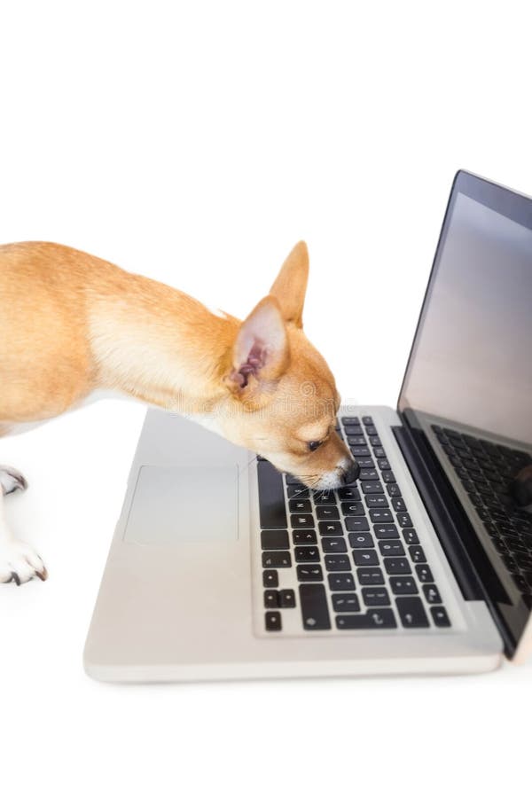 Dog Using A Laptop Computer Isolated On White Stock Photo - Image of ...
