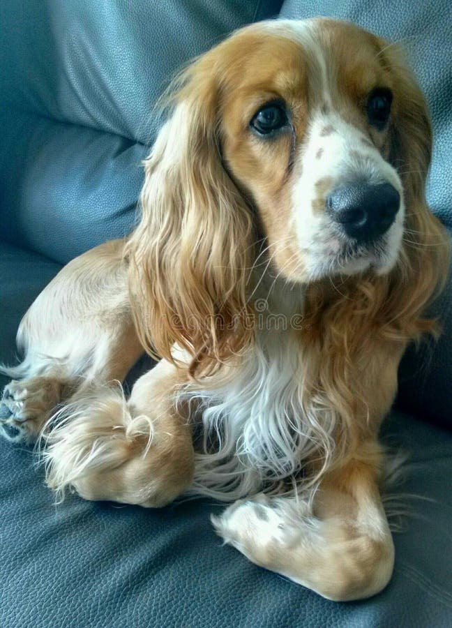 Cute dog stock photo. Image of animal, expressive, nice - 89477466